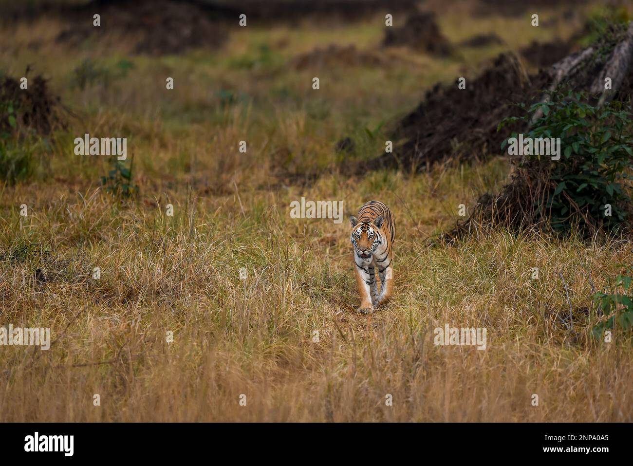 Kanha national park tiger moving hi-res stock photography and images ...