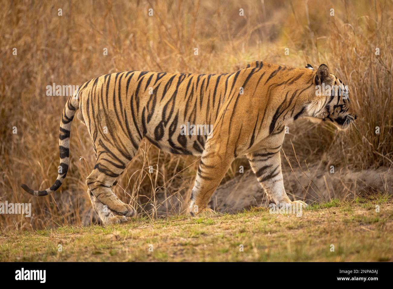 wild male bengal tiger or panthera tigris tigris side profile or ...
