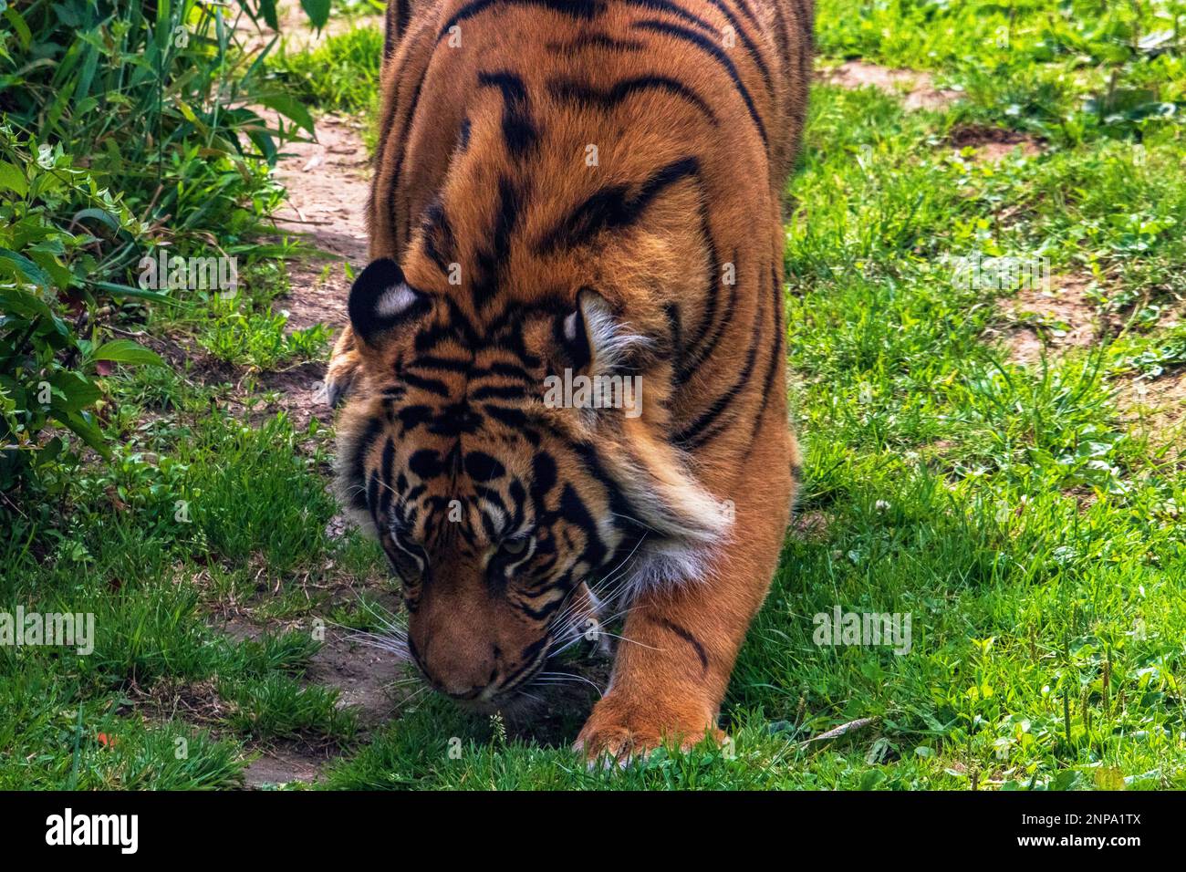 Sumatran tiger head seen from the front in close up Stock Photo - Alamy