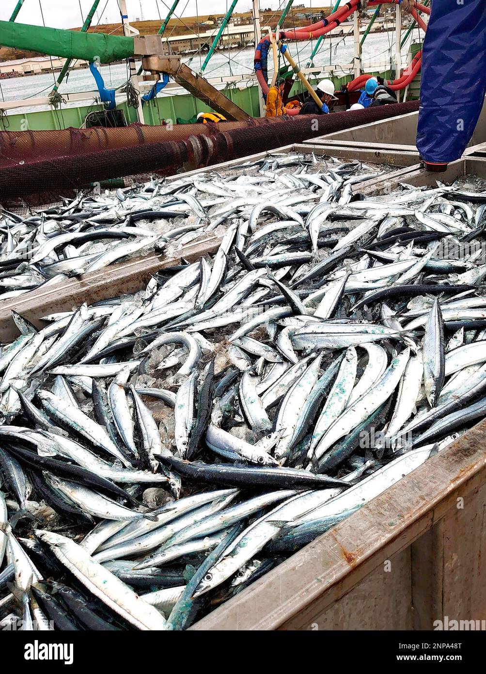 Fishermen unload pacific saury, sanma in Japanese at Hanasaki Port in ...