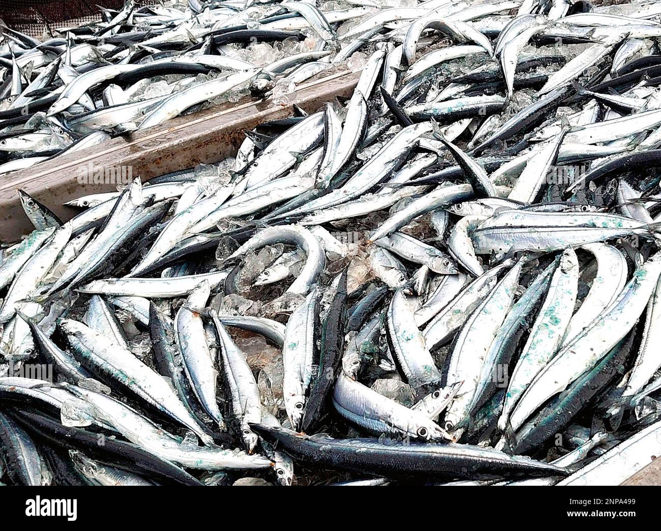 Fishermen unload pacific saury, sanma in Japanese at Hanasaki Port in ...