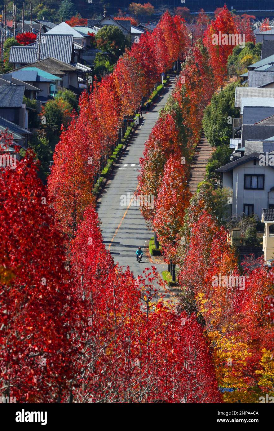 A strand of liquidambar styraciflua (American sweetgum, American storax ...