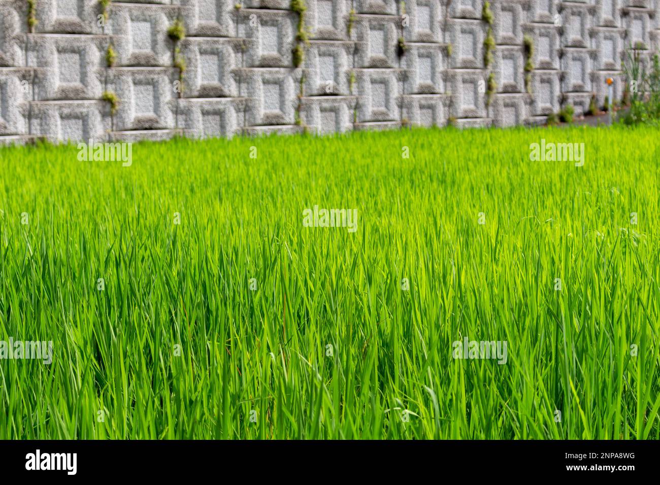 Summer view of countryside rice paddy field. Kanazawa, Japan Stock ...