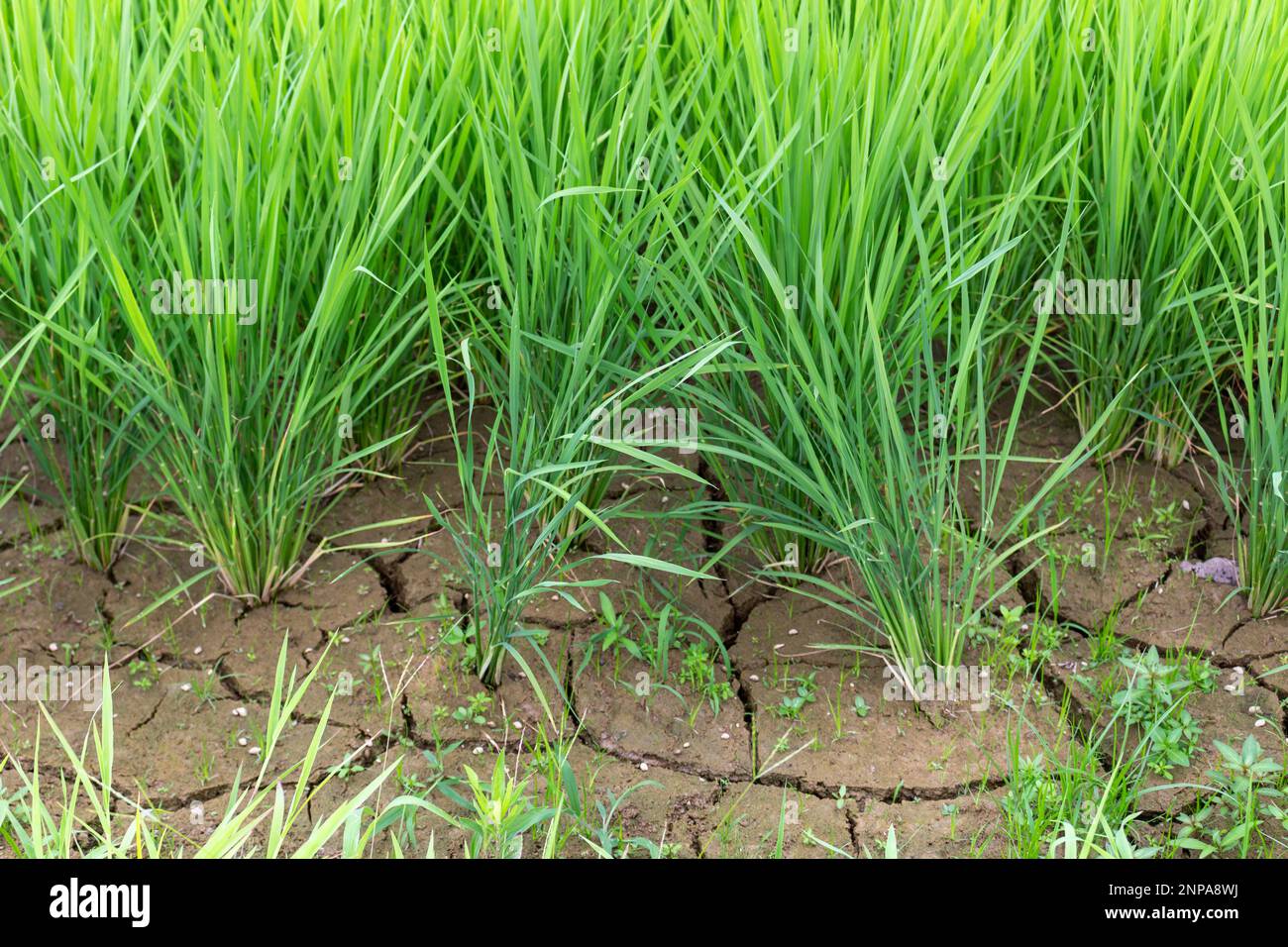 Summer view of countryside rice paddy field. Kanazawa, Japan Stock ...