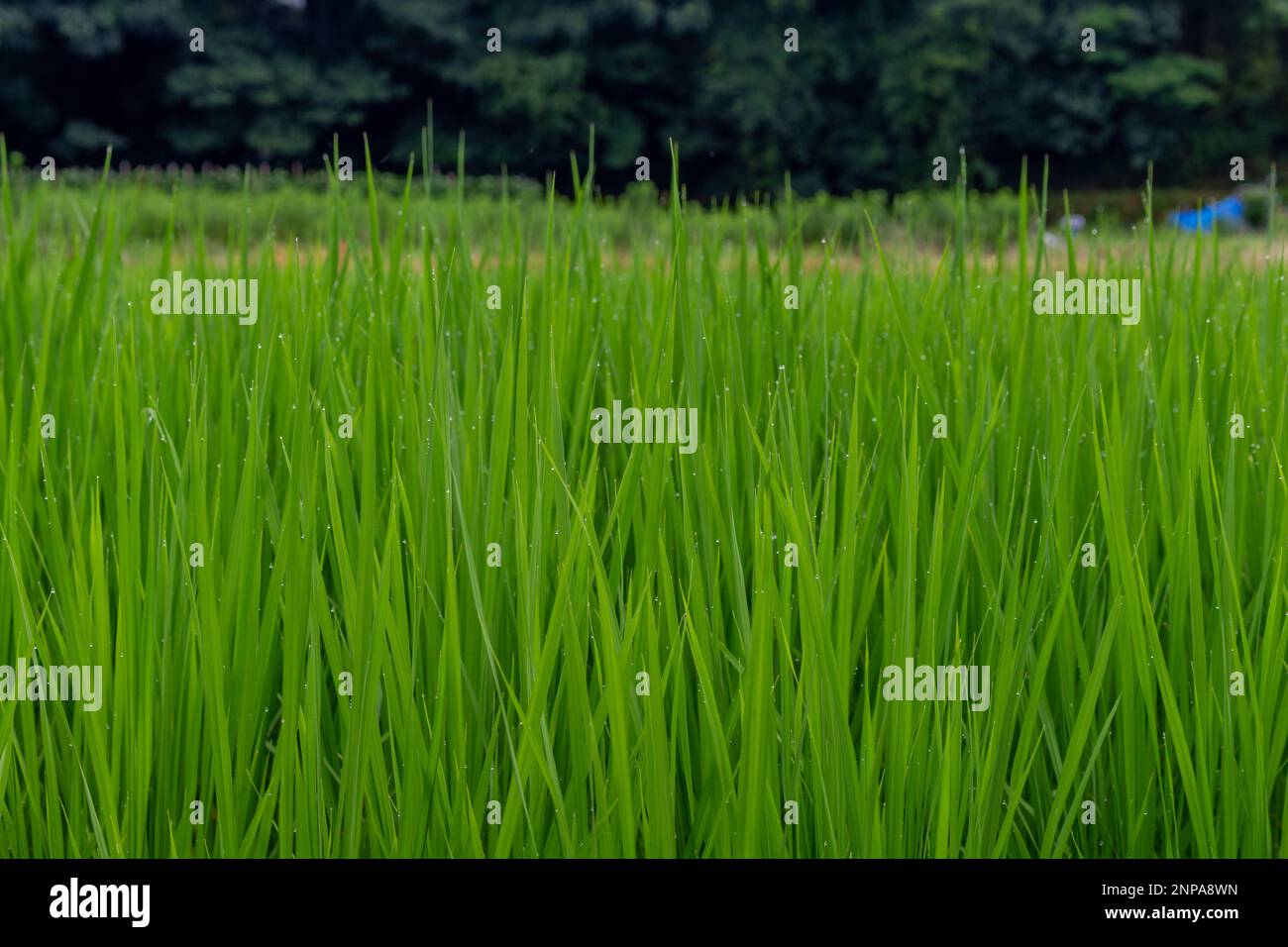 Summer view of countryside rice paddy field. Kanazawa, Japan Stock ...