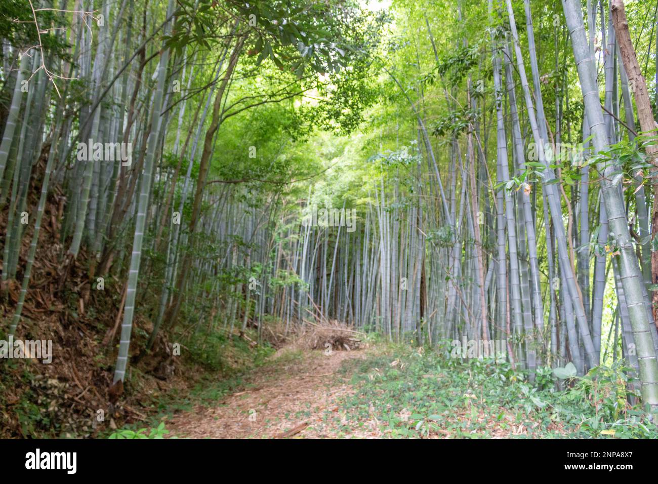 Path through bamboo forest in summer, Kanazawa, Japan Stock Photo - Alamy