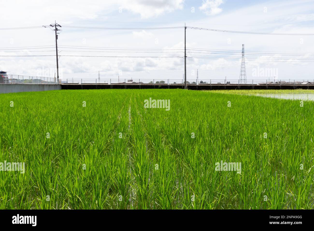 Summer view of countryside rice paddy field. Kanazawa, Japan Stock ...