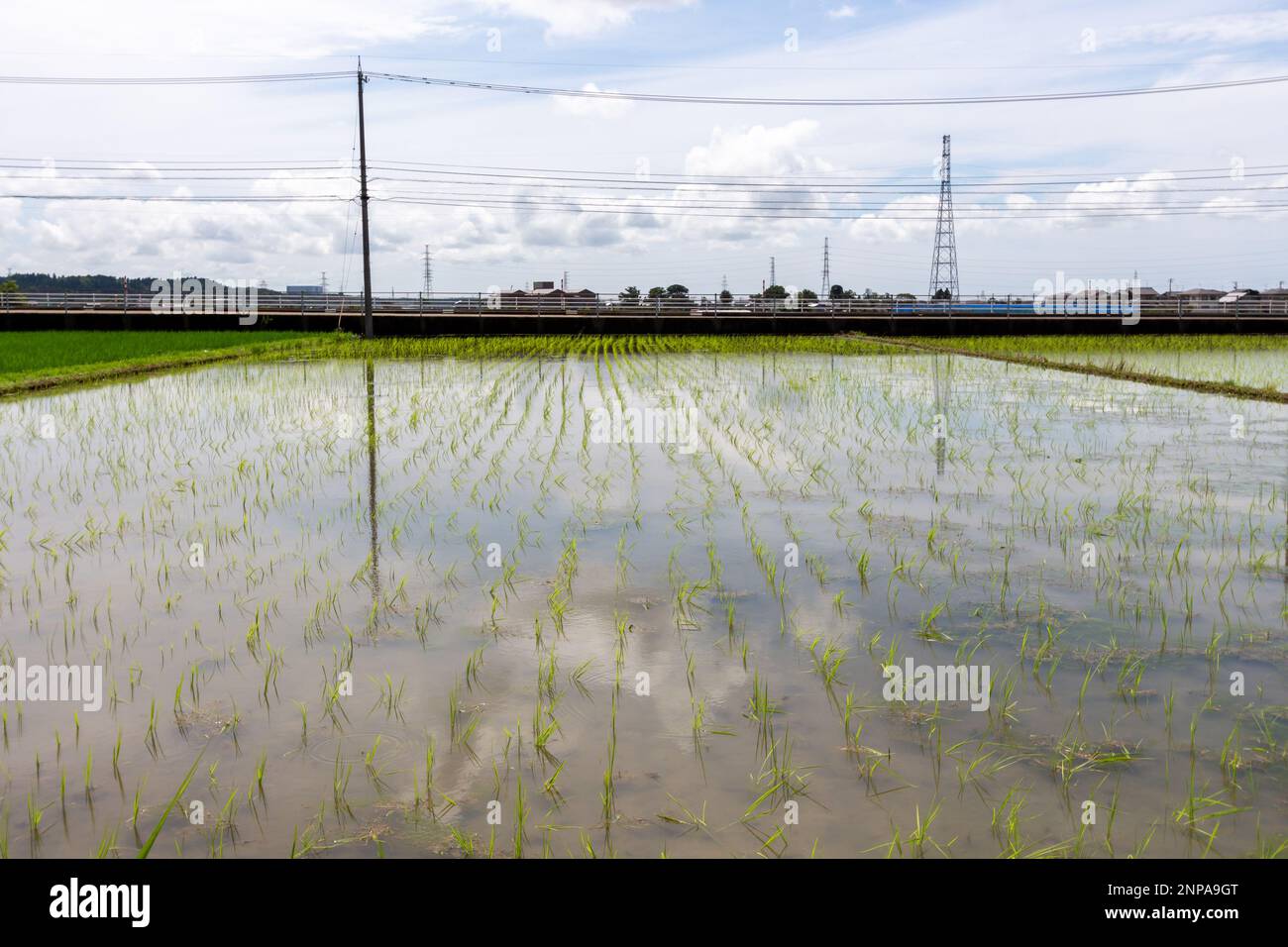Summer view of countryside rice paddy field. Kanazawa, Japan Stock ...