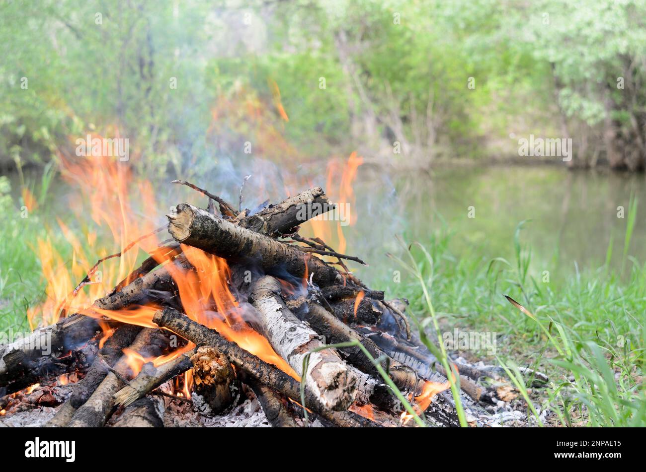 A bonfire burns in the forest on the grass during the day in Russia ...