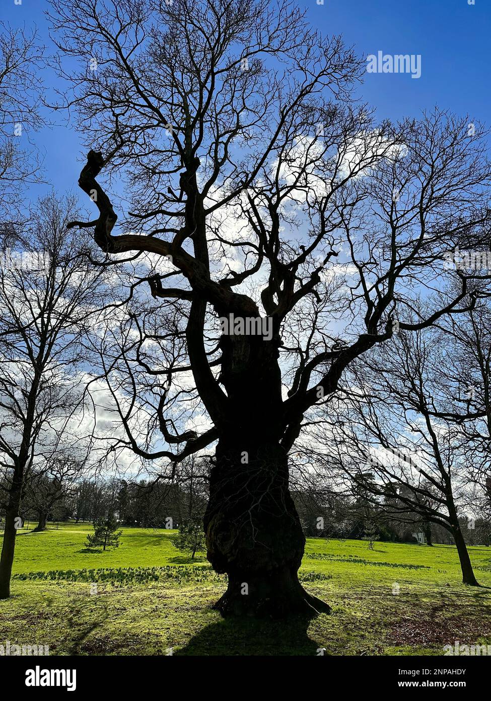 Oak tree in Winter sunshine, Barnett's Park, Malone House, Belfast ...