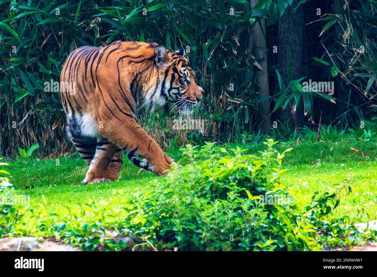 Sumatran tiger in vegetation environment Stock Photo - Alamy