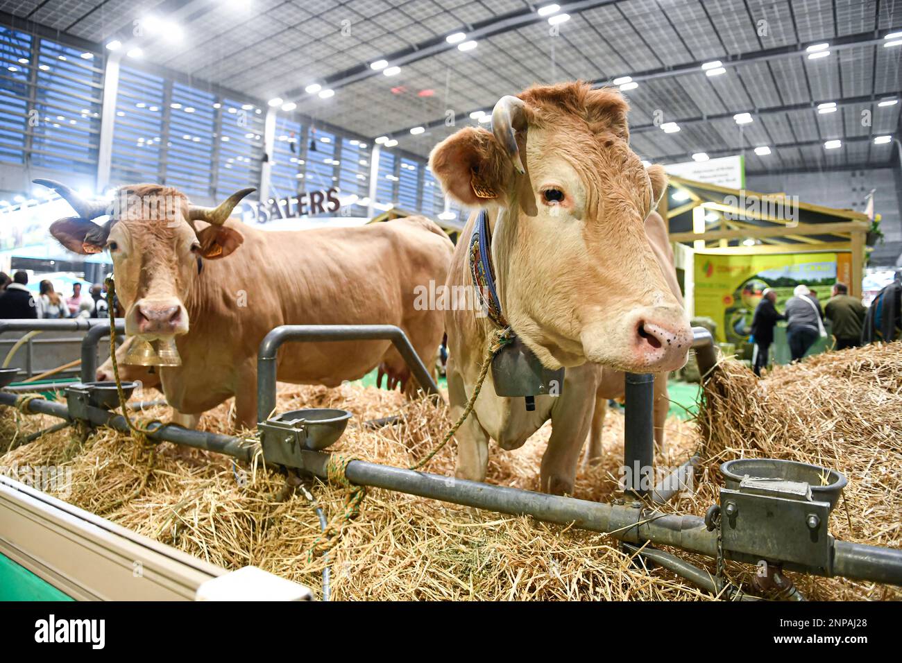 Illustration view with a cow (bovines, cows) during the 59th edition of ...