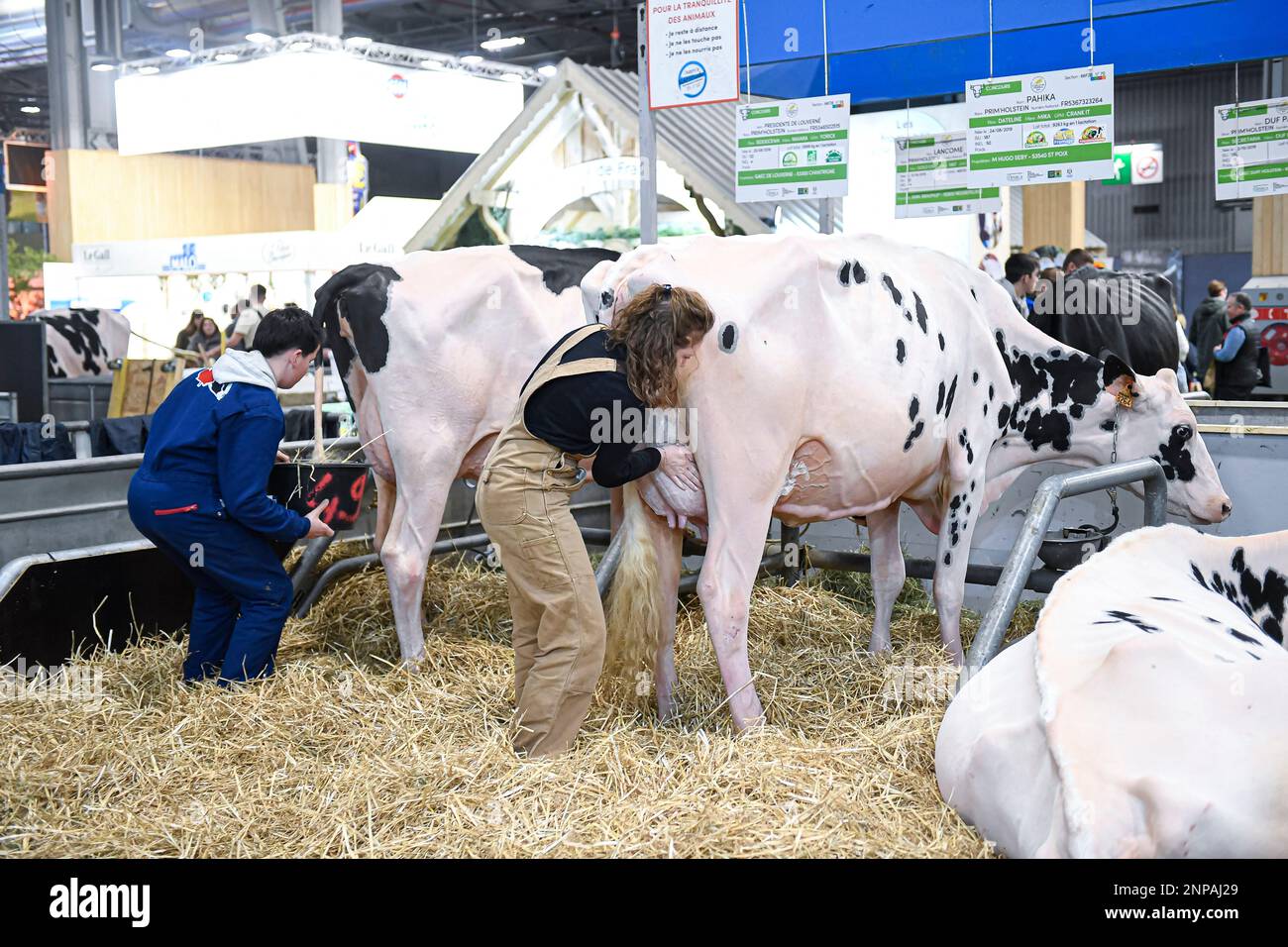 Illustration view with a cow (bovines, cows) during the 59th edition of ...