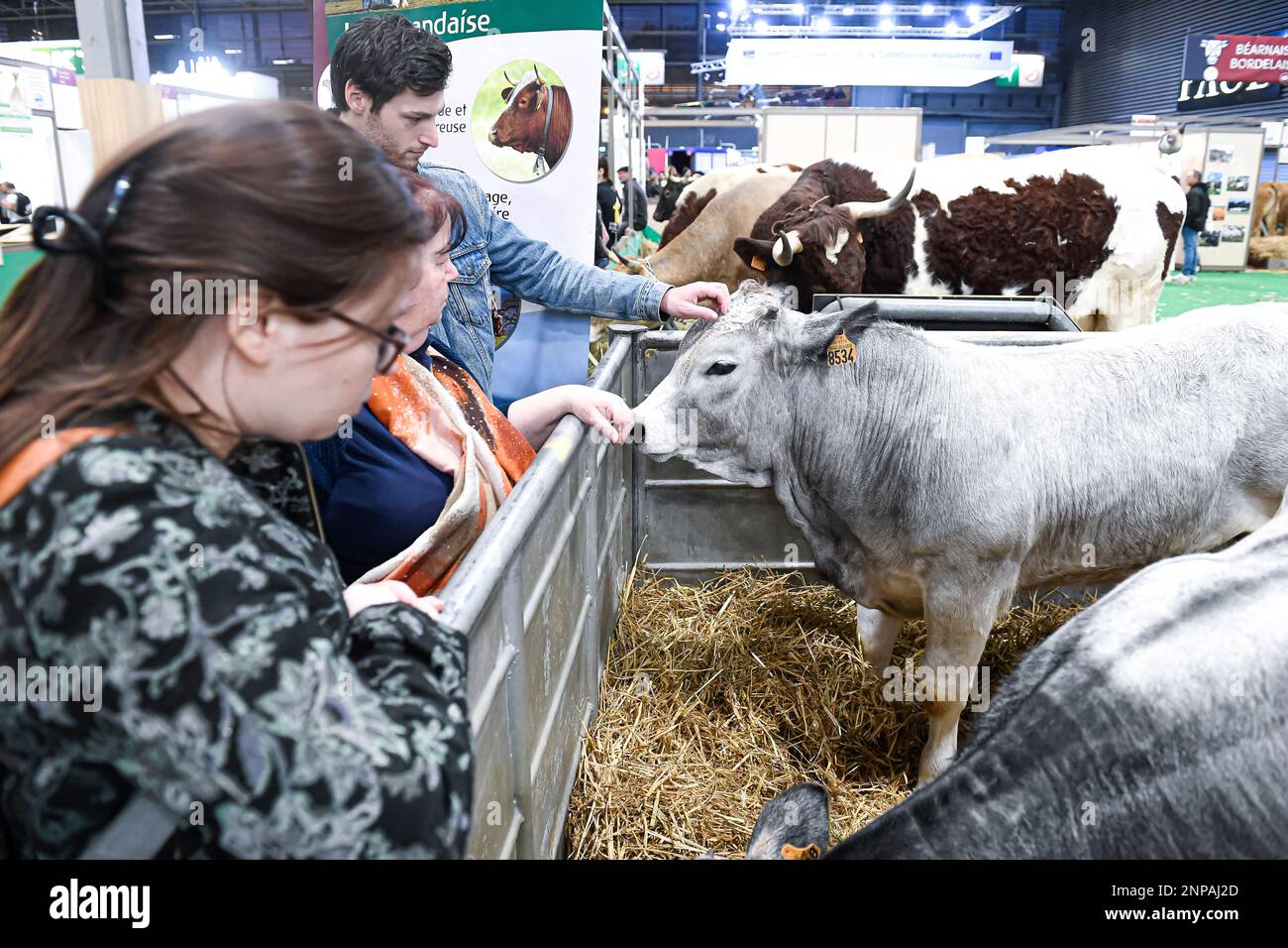 Illustration view with a cow (bovines, cows) during the 59th edition of ...