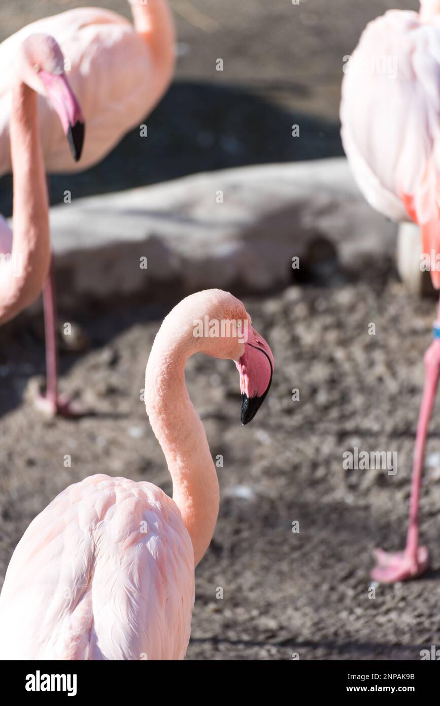 Details of flamingo in zoo Stock Photo - Alamy