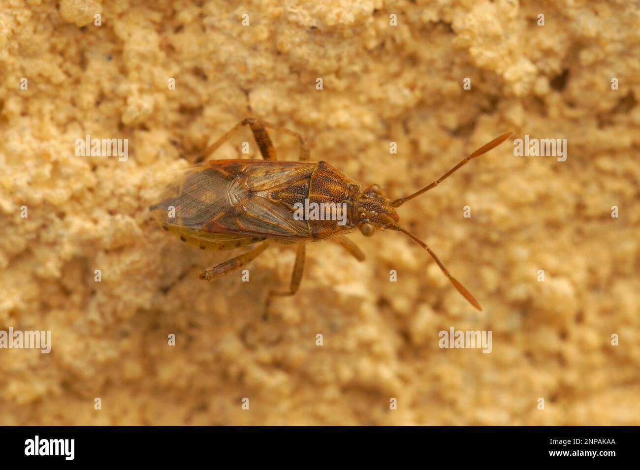 Natural closeup on a scentless plant bug, Stictopleurus abutilon ...