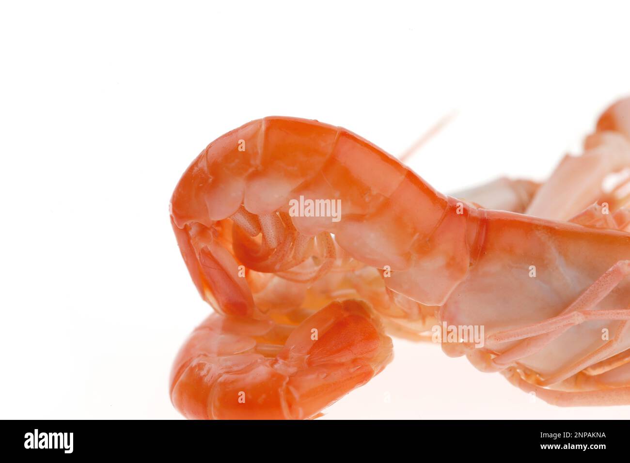 Shrimp on a white background Stock Photo - Alamy