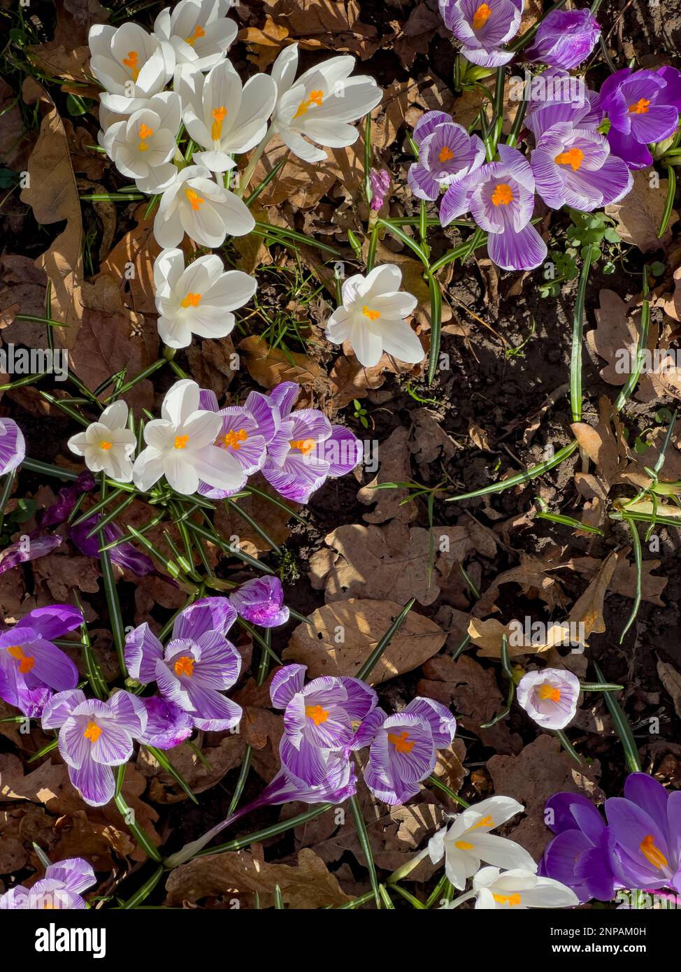 Spring Crocus, Malone House, Barnett's Park, Belfast Northern Ireland ...
