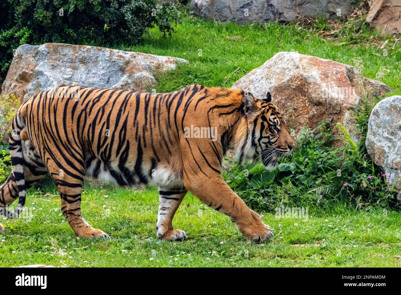 Sumatran tiger in vegetation environment Stock Photo - Alamy