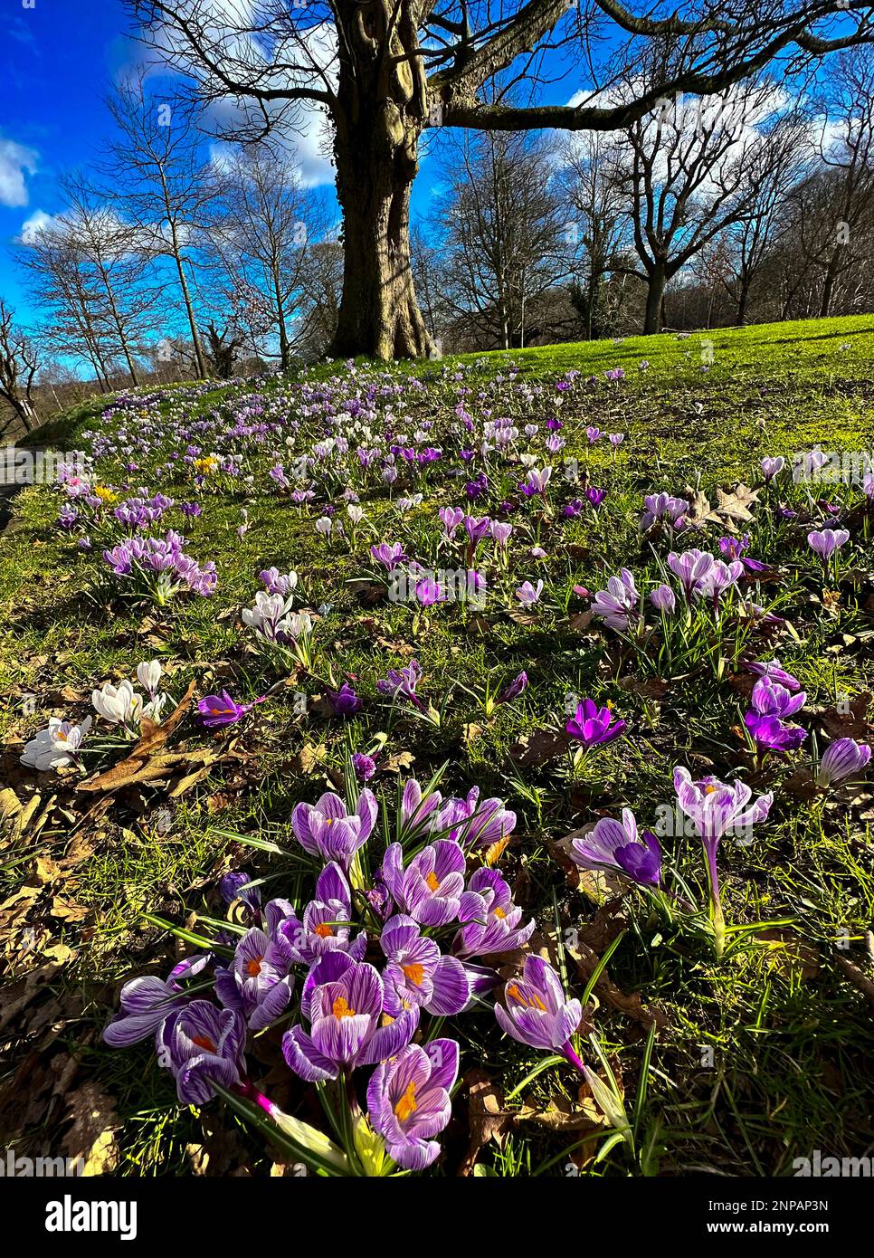 Spring Crocus, Malone House, Barnett's Park, Belfast Northern Ireland ...