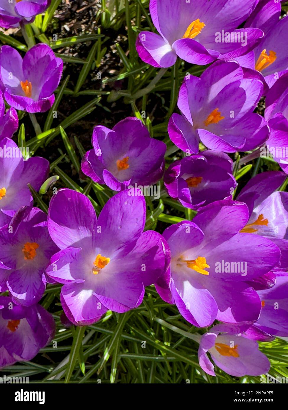 Spring Crocus, Malone House, Barnett's Park, Belfast Northern Ireland ...