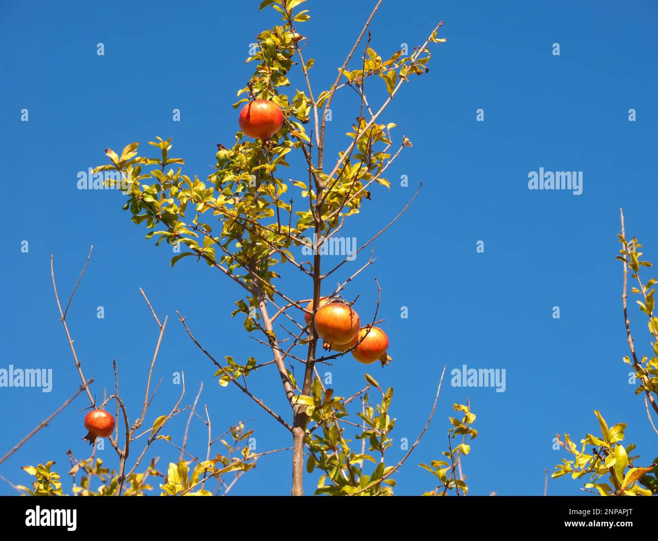 Pomegranate tree israel hi-res stock photography and images - Alamy