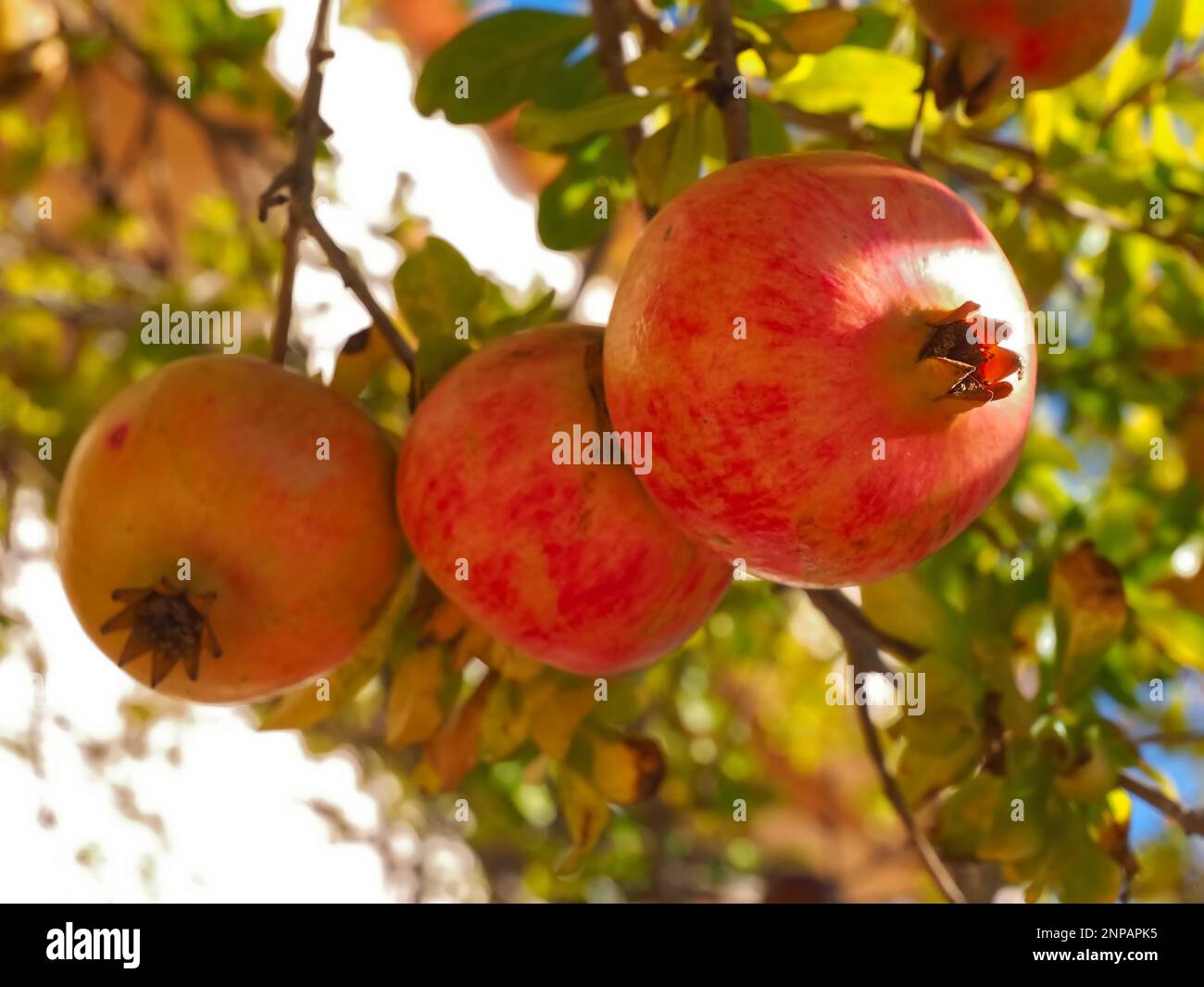 Pomegranates tree hi-res stock photography and images - Alamy