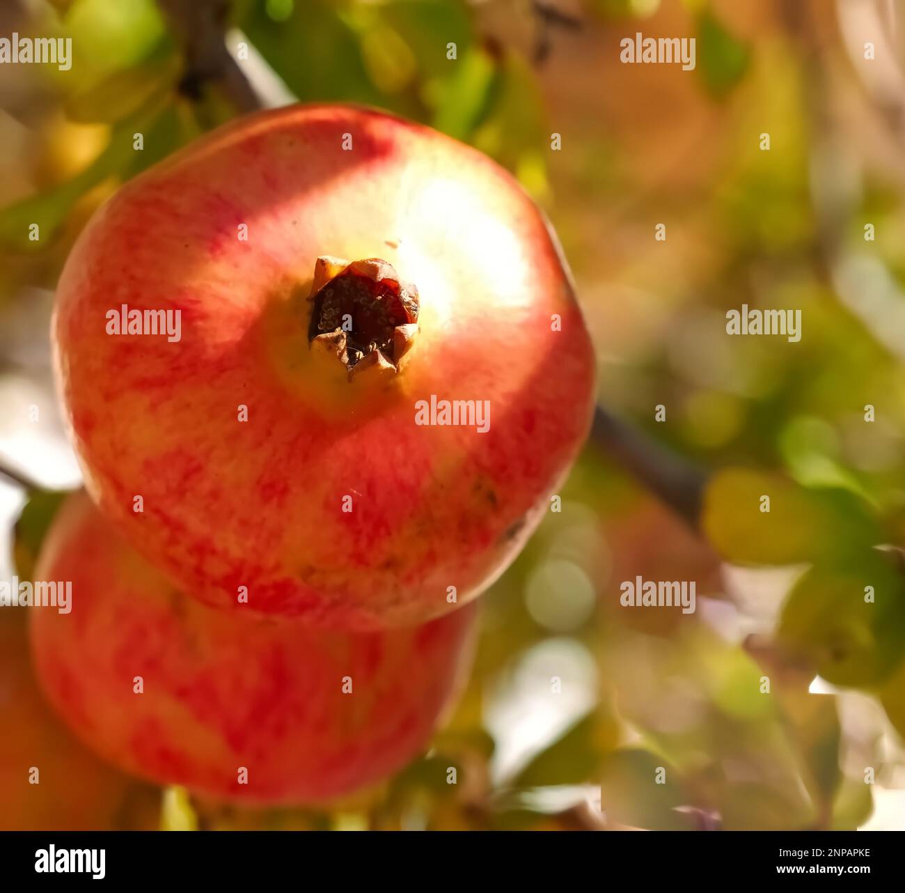 Pomegranates on a pomegranate tree Stock Photo - Alamy