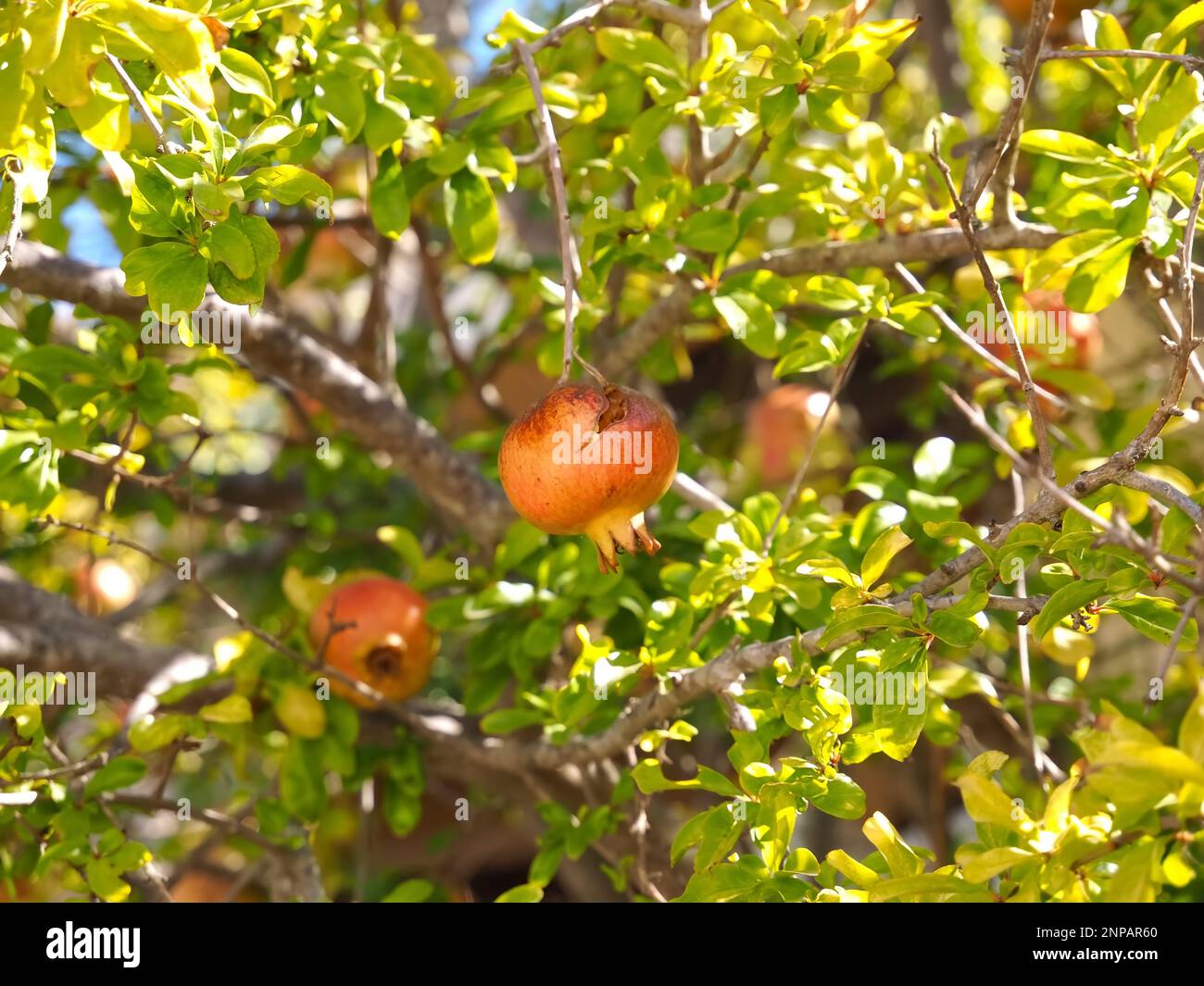 Pomegranates tree hi-res stock photography and images - Alamy