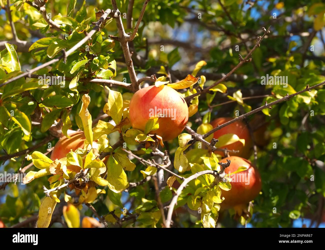 Pomegranates on a pomegranate tree Stock Photo - Alamy