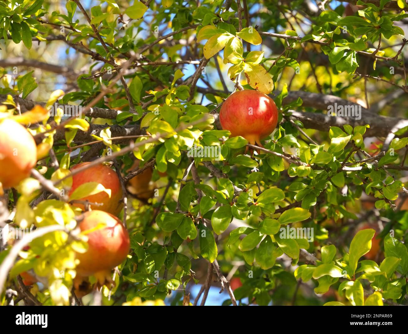 Pomegranates on a pomegranate tree Stock Photo - Alamy