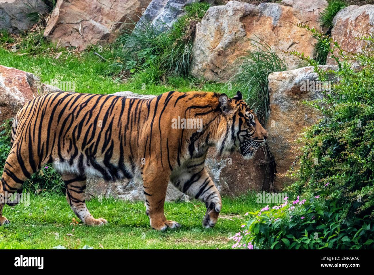 Sumatran tiger in vegetation environment Stock Photo - Alamy
