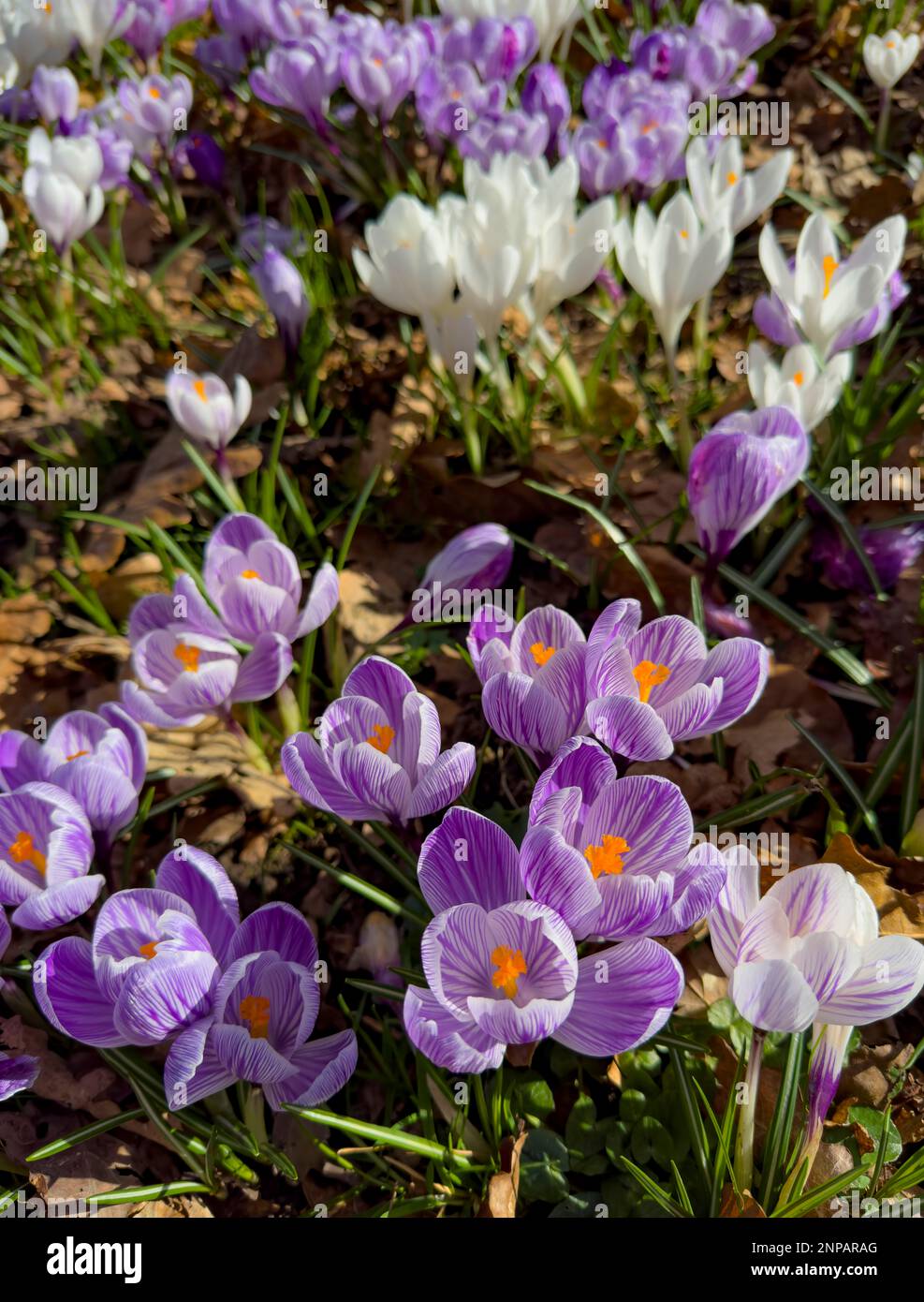 Spring Crocus, Malone House, Barnett's Park, Belfast Northern Ireland ...