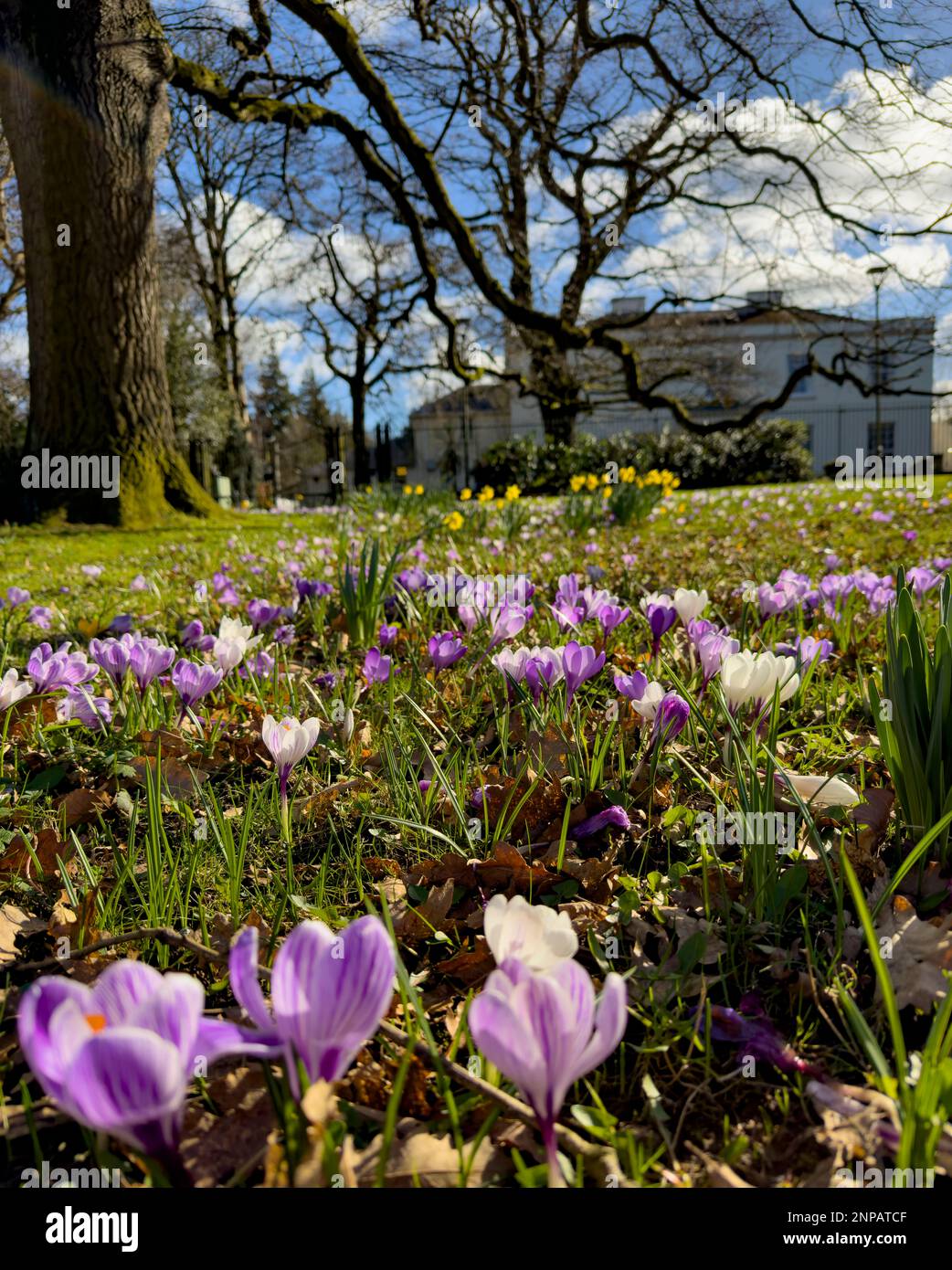 Spring Crocus, Malone House, Barnett's Park, Belfast Northern Ireland ...