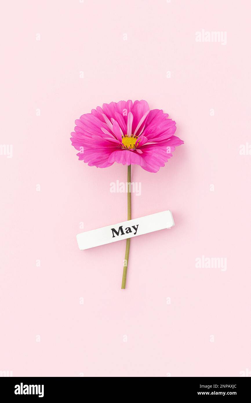Calendar spring month May and beautiful flower on pink background. Top ...