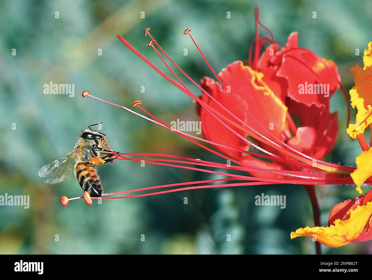 A honey bee gathers pollen from the stamens of a Red Bird of Paradise ...