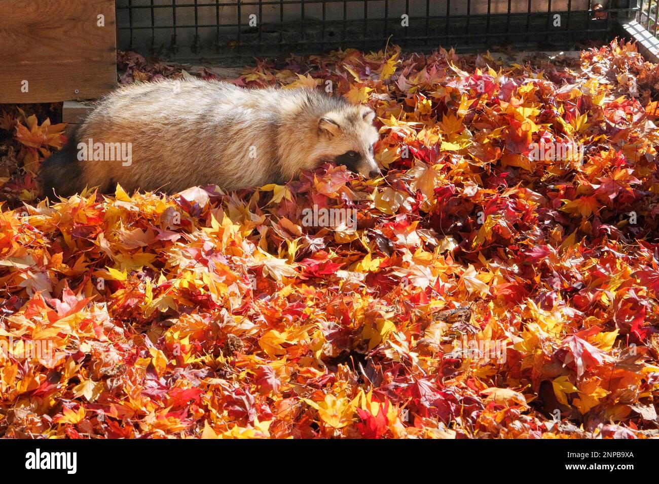 An ezotanuki (Hokkaido raccoon dog / nyctereutes procyonoides albus ...