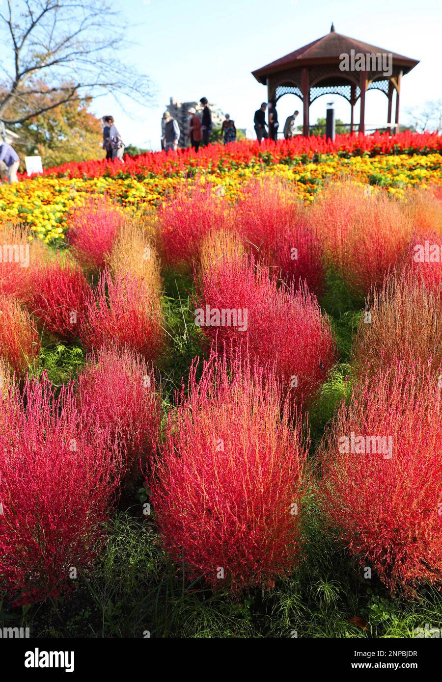 Bright red kochia cover a hill in Nagoya City, Aichi Prefecture on ...