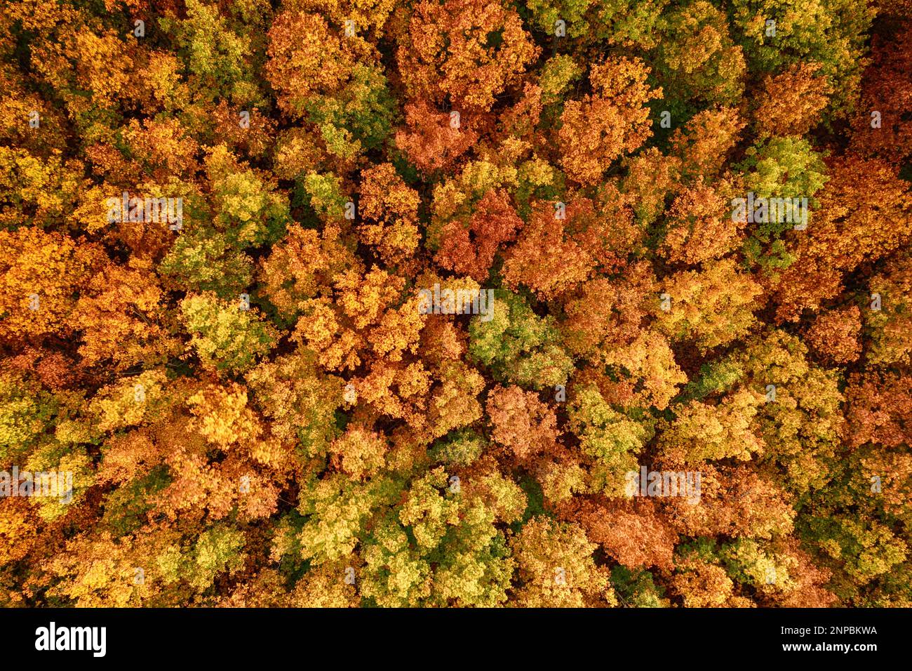 Autumn forest from above Stock Photo - Alamy