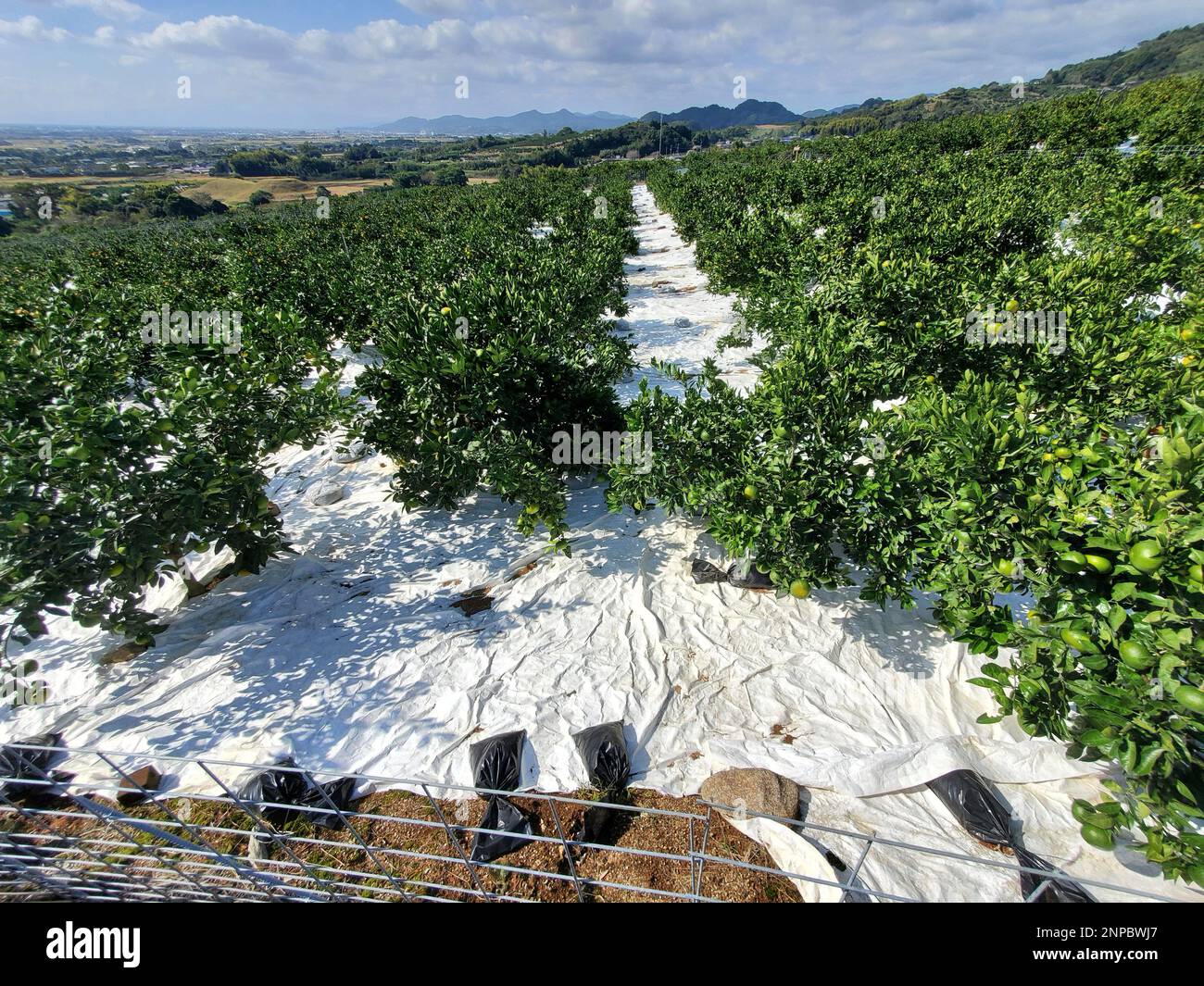 A soil at a tangerine field is covered with a vynil sheet to protect ...