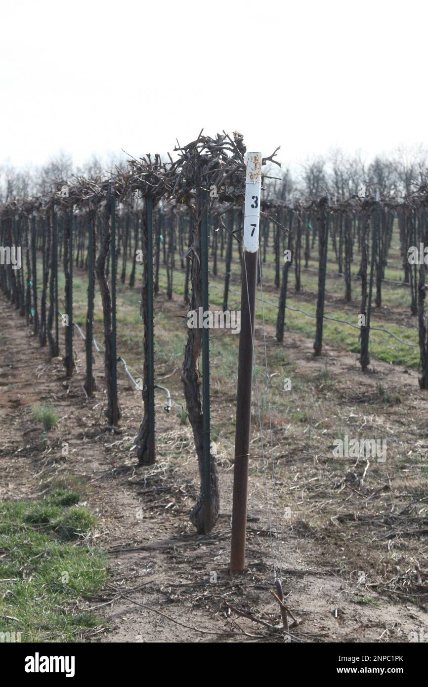 3M Vineyard and Farms in St. James, Missouri, USA wine grape canes ...