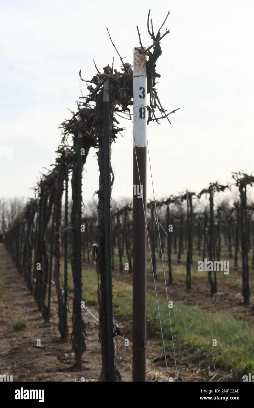 3M Vineyard and Farms in St. James, Missouri, USA wine grape canes ...