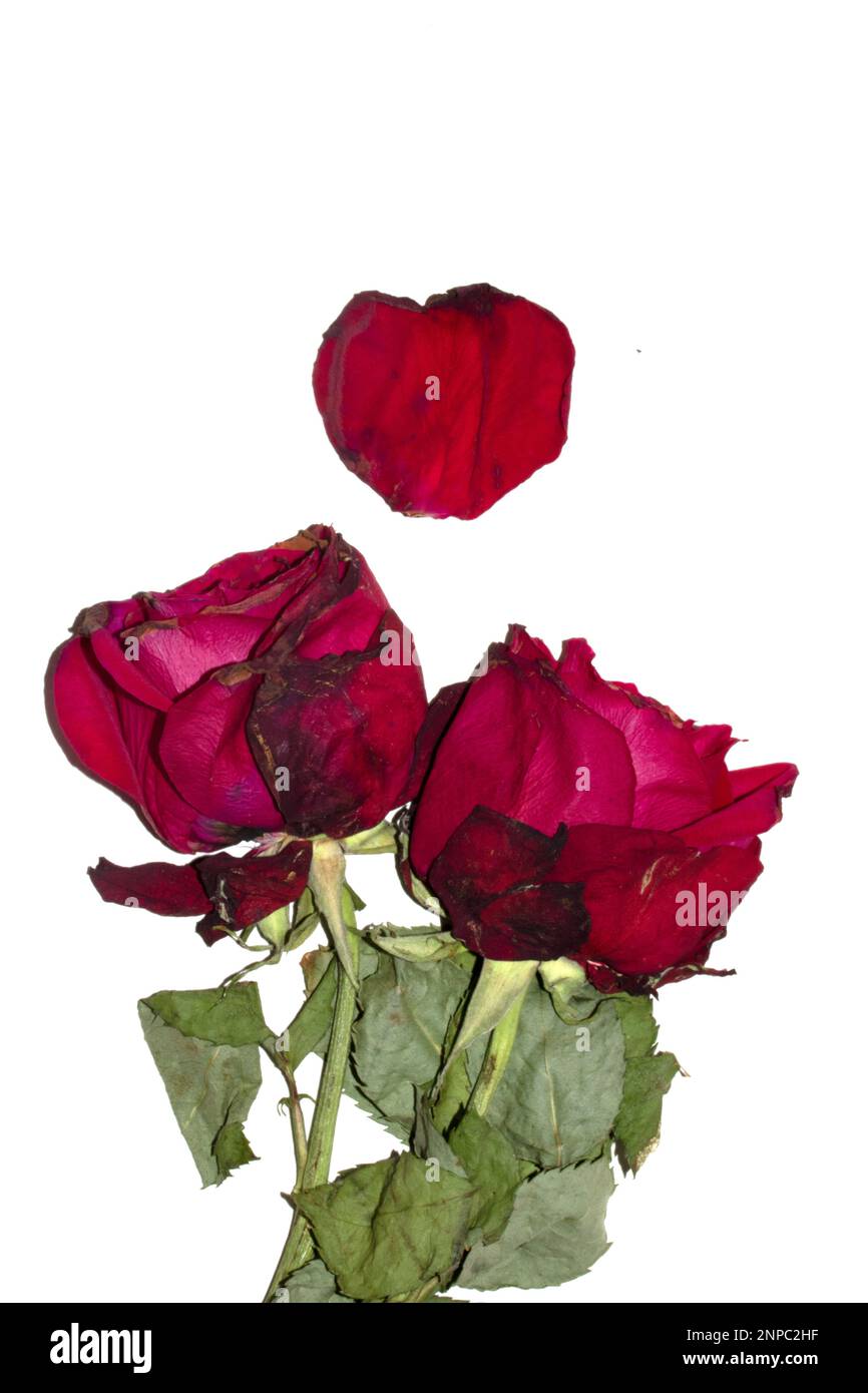 A Dried Dead Red Roses Flower Petals Close Up on A White Background for ...