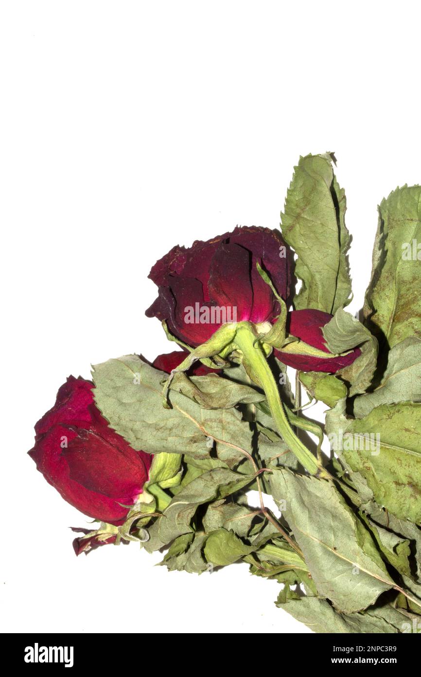 A Dried Dead Red Roses Flower Petals Close Up on A White Background for ...