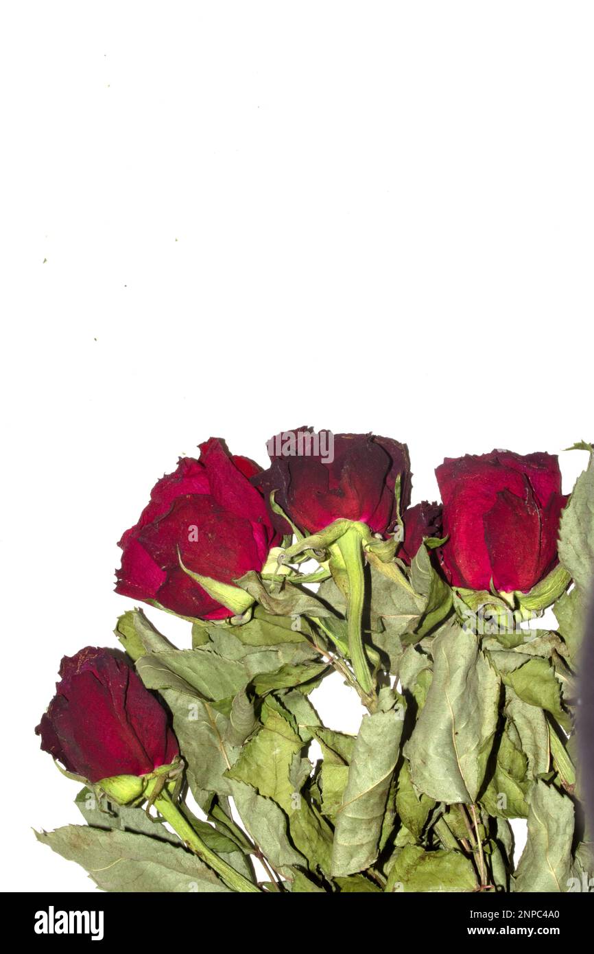 A Dried Dead Red Roses Flower Petals Close Up on A White Background for ...
