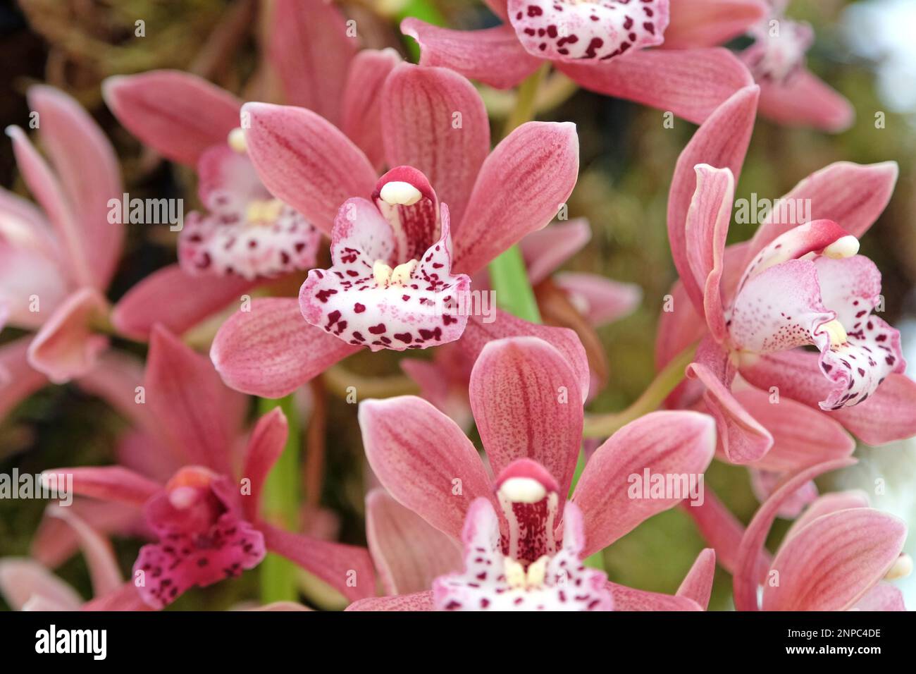 Pink Cymbidium orchids in flower Stock Photo - Alamy