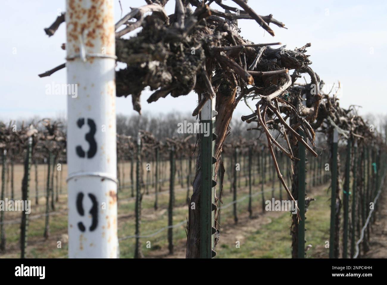 3M Vineyard and Farms in St. James, Missouri, USA wine grape canes ...