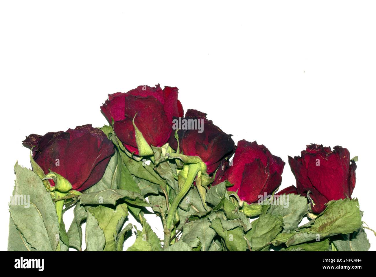 A Dried Dead Red Roses Flower Petals Close Up on A White Background for ...