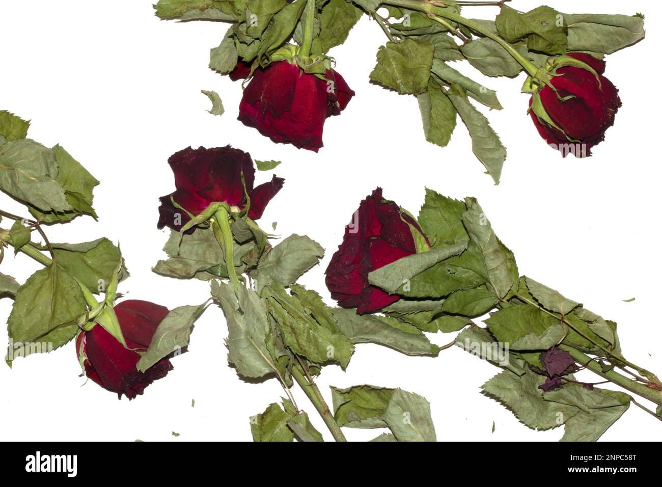 A Dried Dead Red Roses Flower Petals Close Up on A White Background for ...