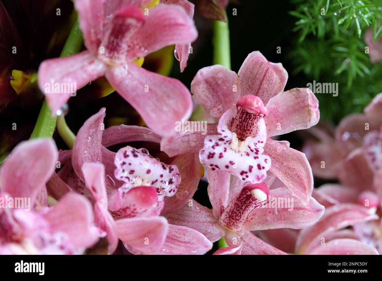 Pink Cymbidium orchids in flower Stock Photo - Alamy